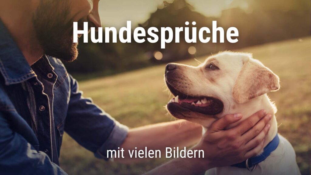 Hundesprüche – Die schönsten Sprüche mit Bildern · good space.